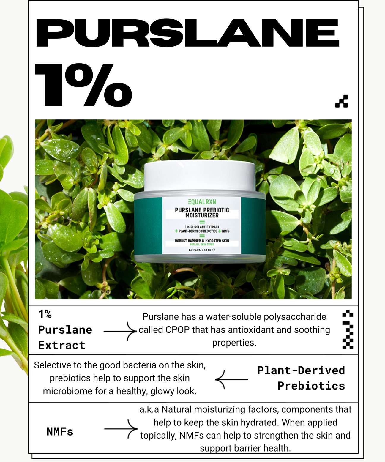 Purslane Prebiotic Moisturizer - Hydrating Soothing Gel Cream – EqualRXN